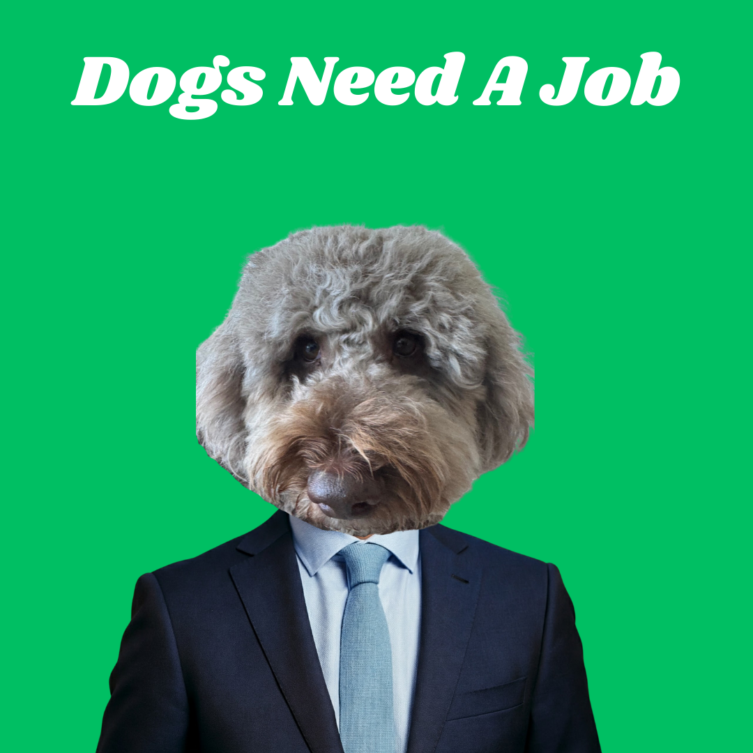 5 Signs Your Dog Needs a Job and What to Do About It – Valentino Pet