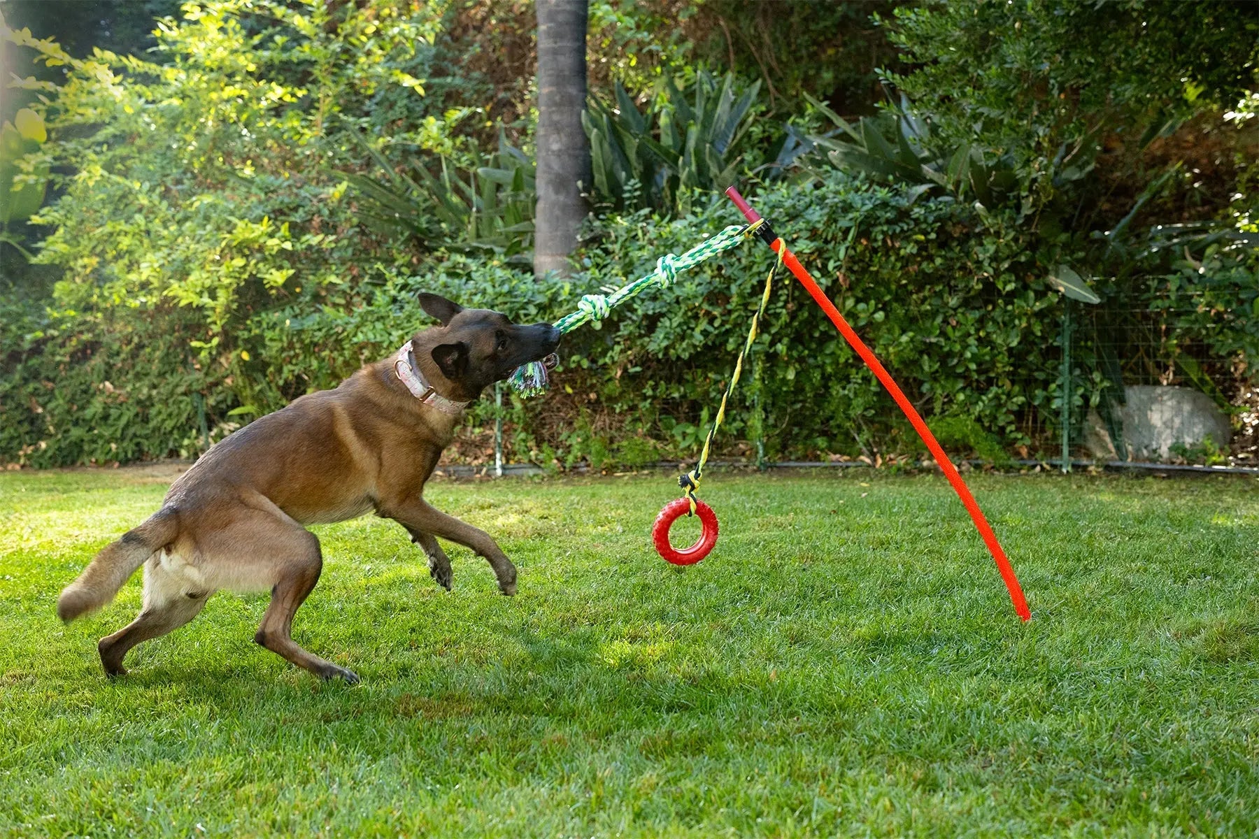 : The Surprising Benefits of Outdoor Tugging for Dogs: Why Tug Poles w ...